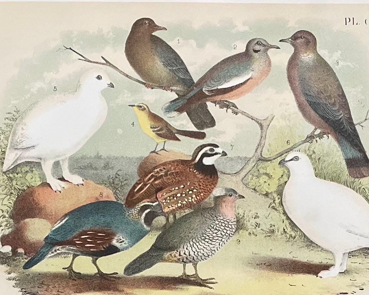 Antique Bird Lithograph: Crow, Dove & Partridge Gallery Wall Art (c ...
