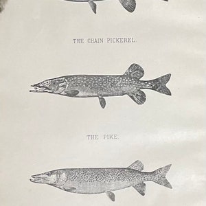 Antique Fish Illustrations: 1902 Denton Pickerel & Pike Prints - Etsy