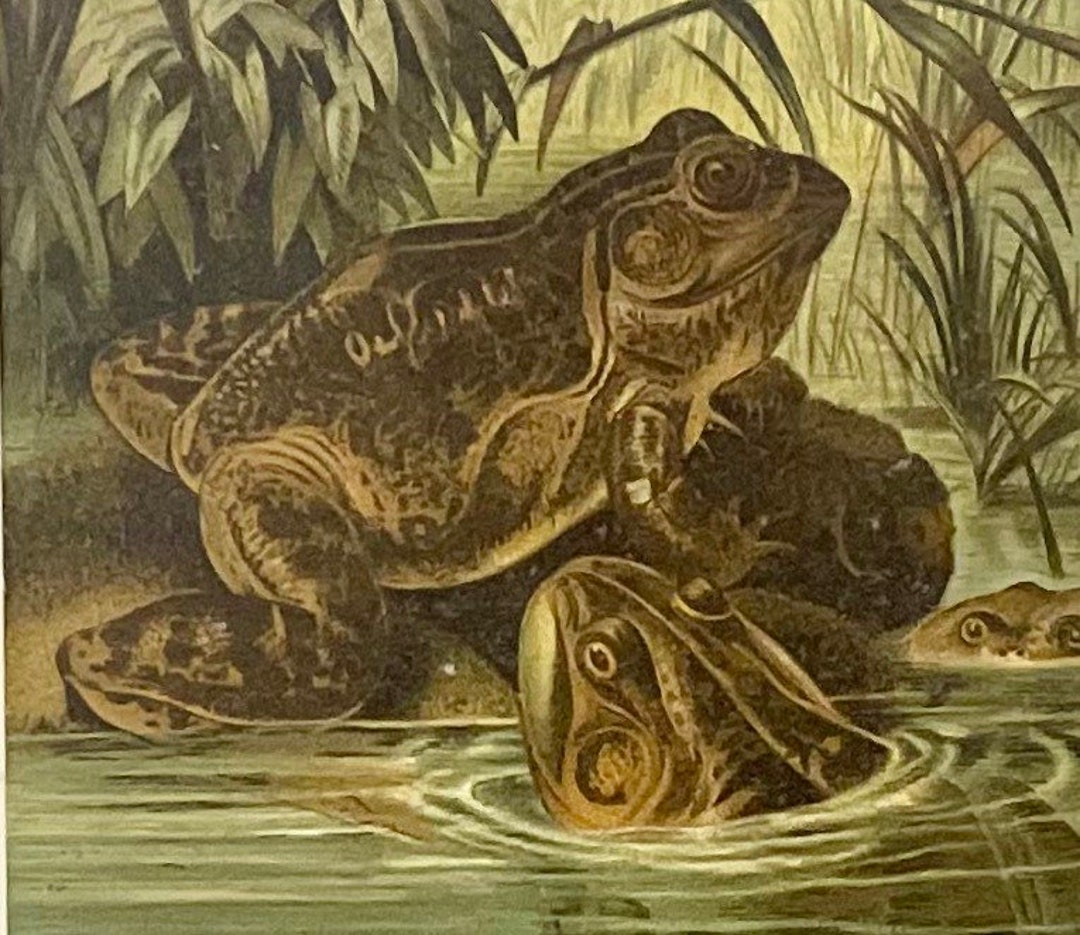1898 Bull Frogs Lithograph: Animate Creation Natural History Print - Etsy