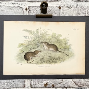 Common Shrew Original Colored Lithograph! 1895 Allen’s Naturalist ...