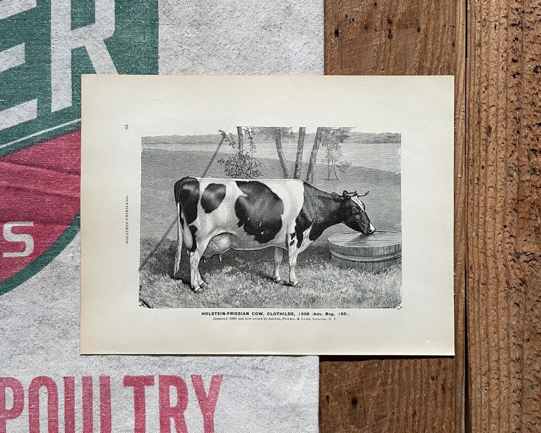 1888 Friesian Holstein Cow Print Original Illustration Antique Framable ...