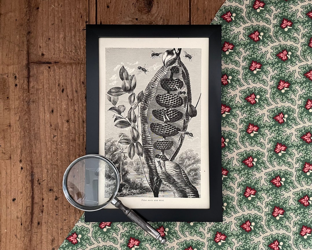 Antique Wasp Engraving: 1870 NZ Tusked Pig Wasp Print, Framed Option - Etsy