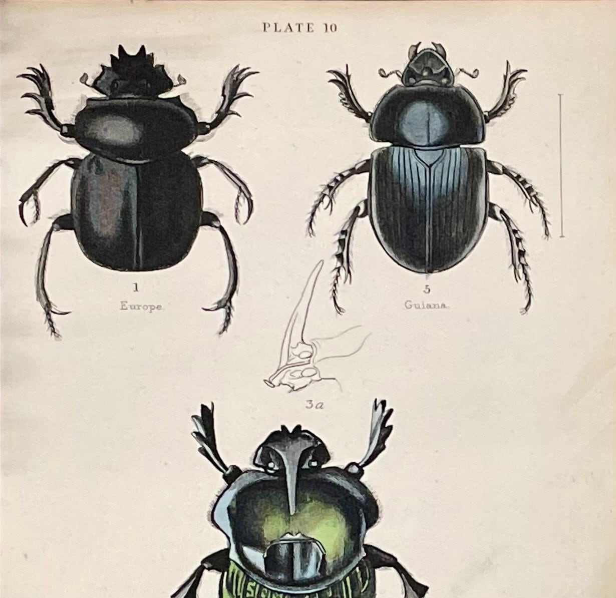1858 Scarab Beetles Color Lithograph Print Naturalist Library Nature ...