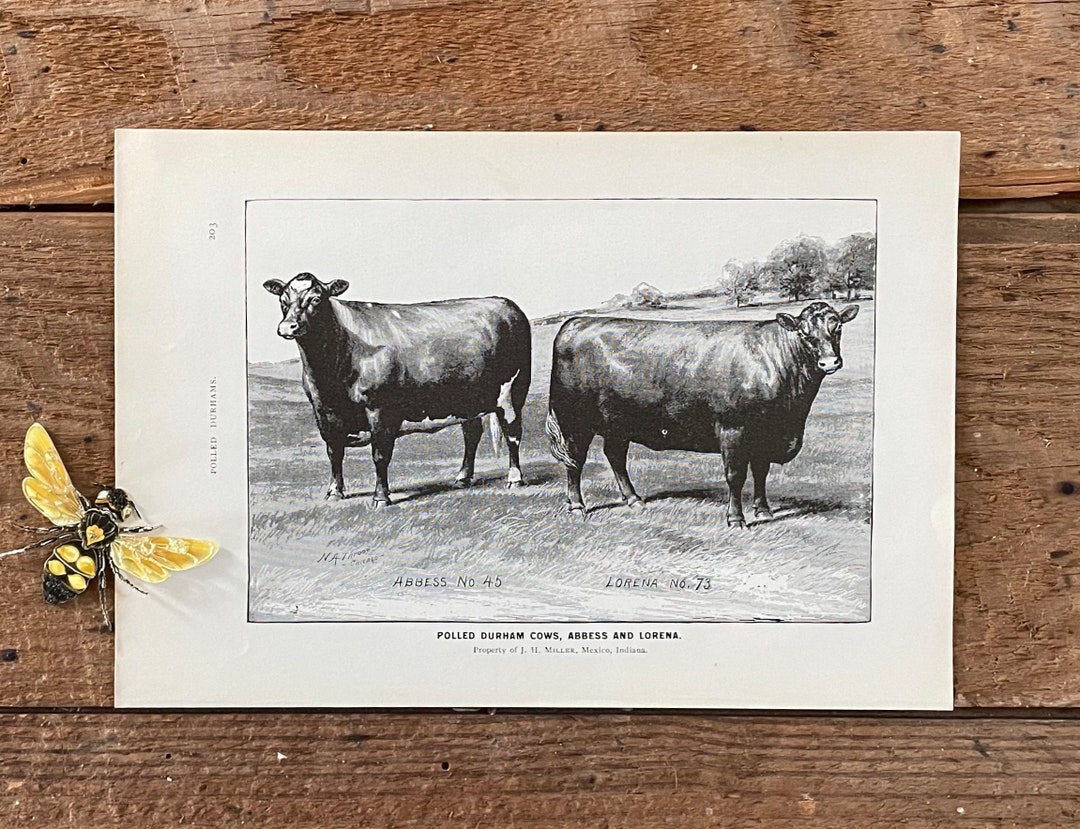 1890’s Polled Durham Cows, Abbess & Lorena! Original Framable Print ...