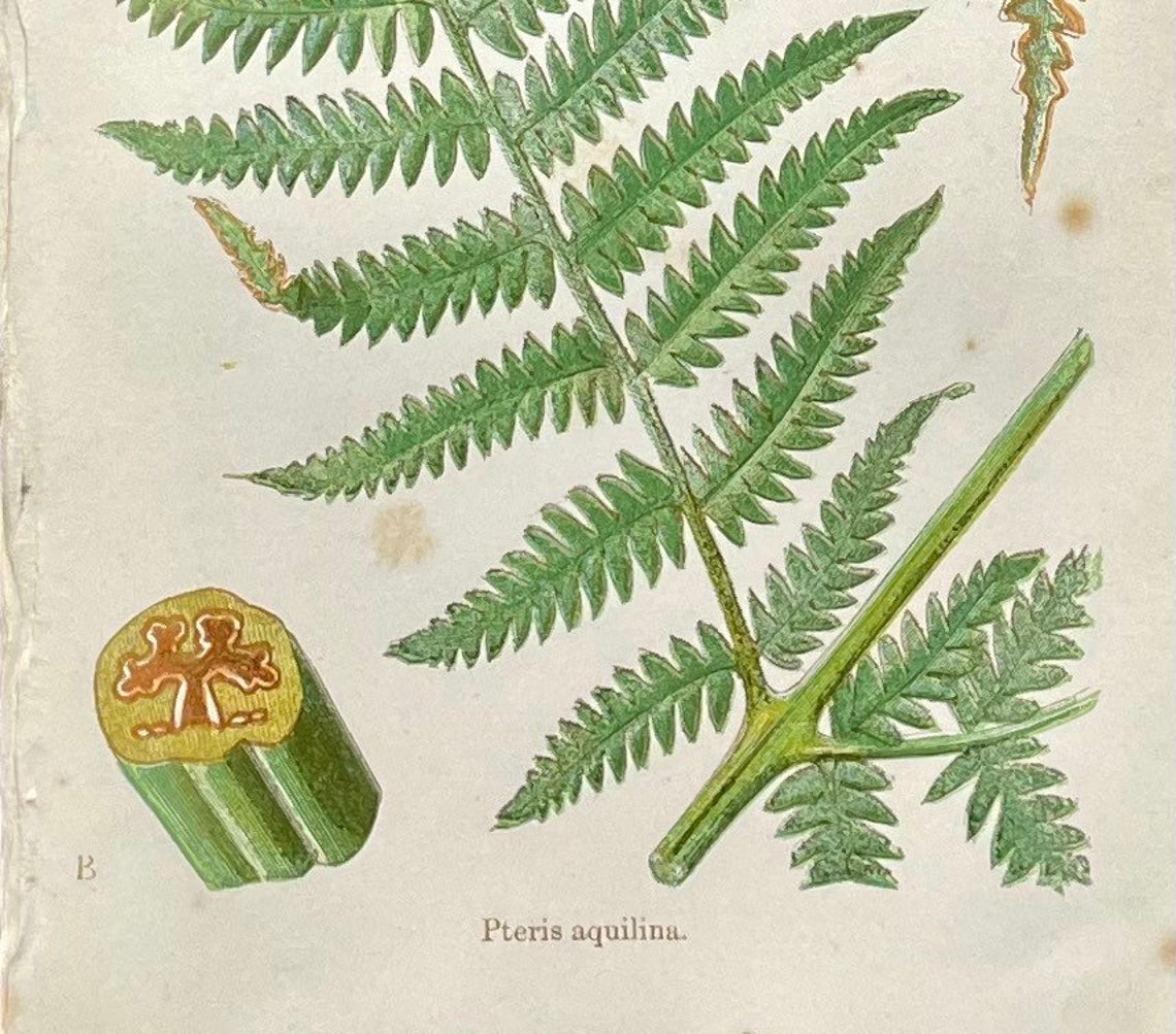 1863 Eagle Fern, Pteris Aquilina British Ferns Allies by Thomas Moore ...