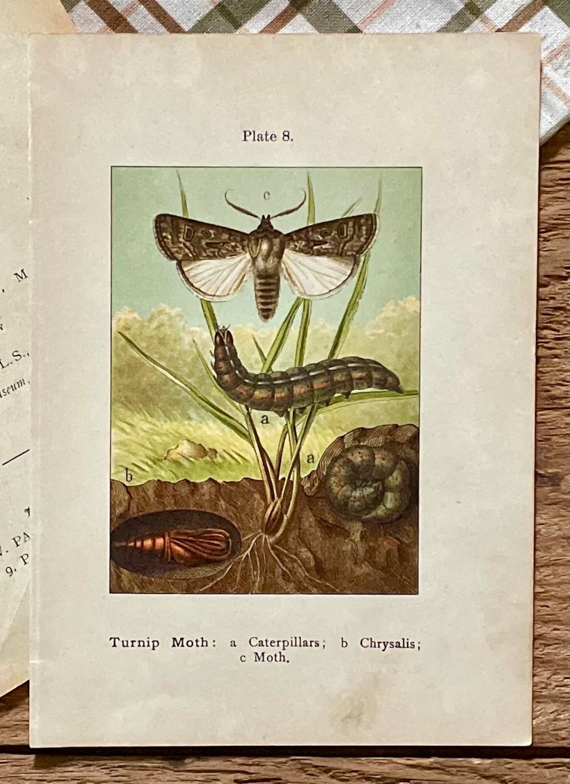 Turnip Moth Life Cycles Nature Print Original Colored - Etsy