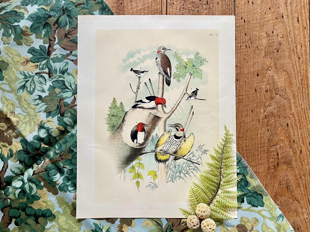 Woodpecker & Nuthatch Bird Print! Antique Bird Lithograph! - Etsy