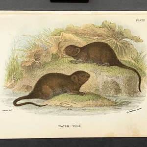Water Vole Original Colored Lithograph! 1895 Allen’s Naturalist Library ...