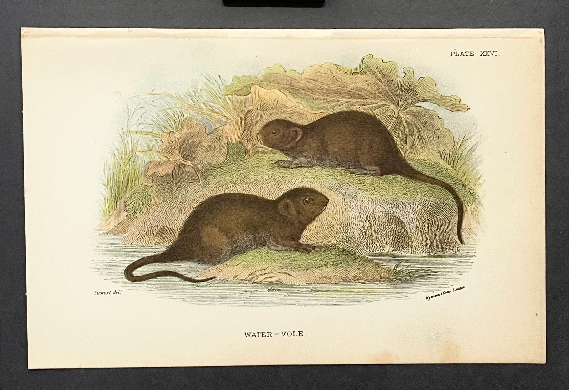 Water Vole Original Colored Lithograph 1895 Allens - Etsy