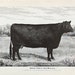 1890s Marion Fifth of Castlemilk Original Framable Print Book ...