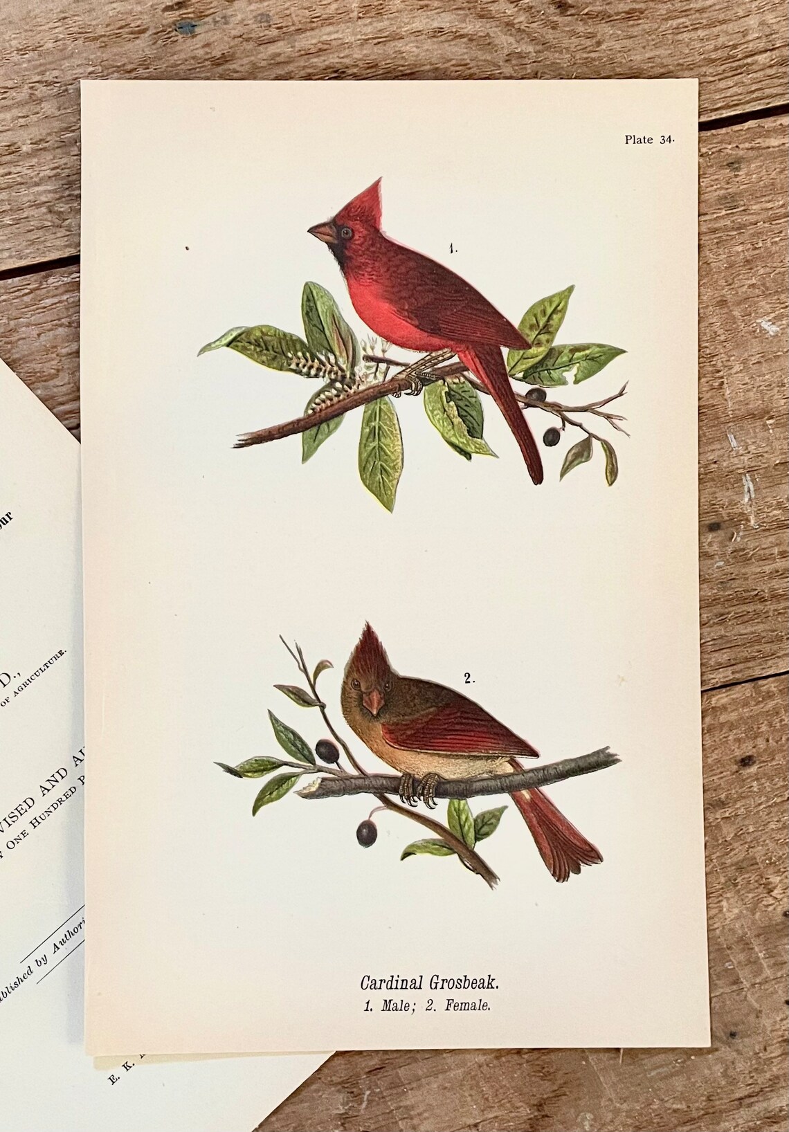Cardinal Grosbeak Original 1890 Color Lithograph Antique - Etsy