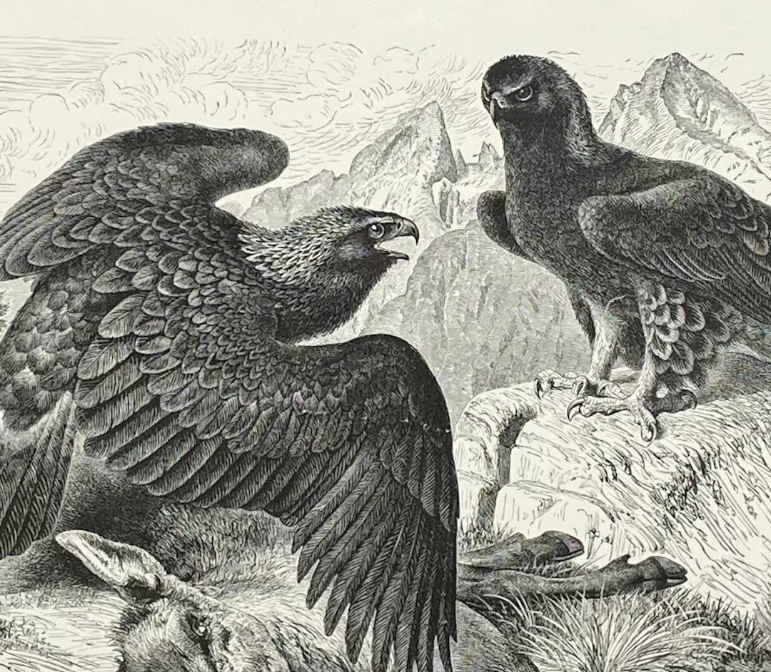 Golden Eagle Bird of Prey Raptor Print! Original Black & White ...