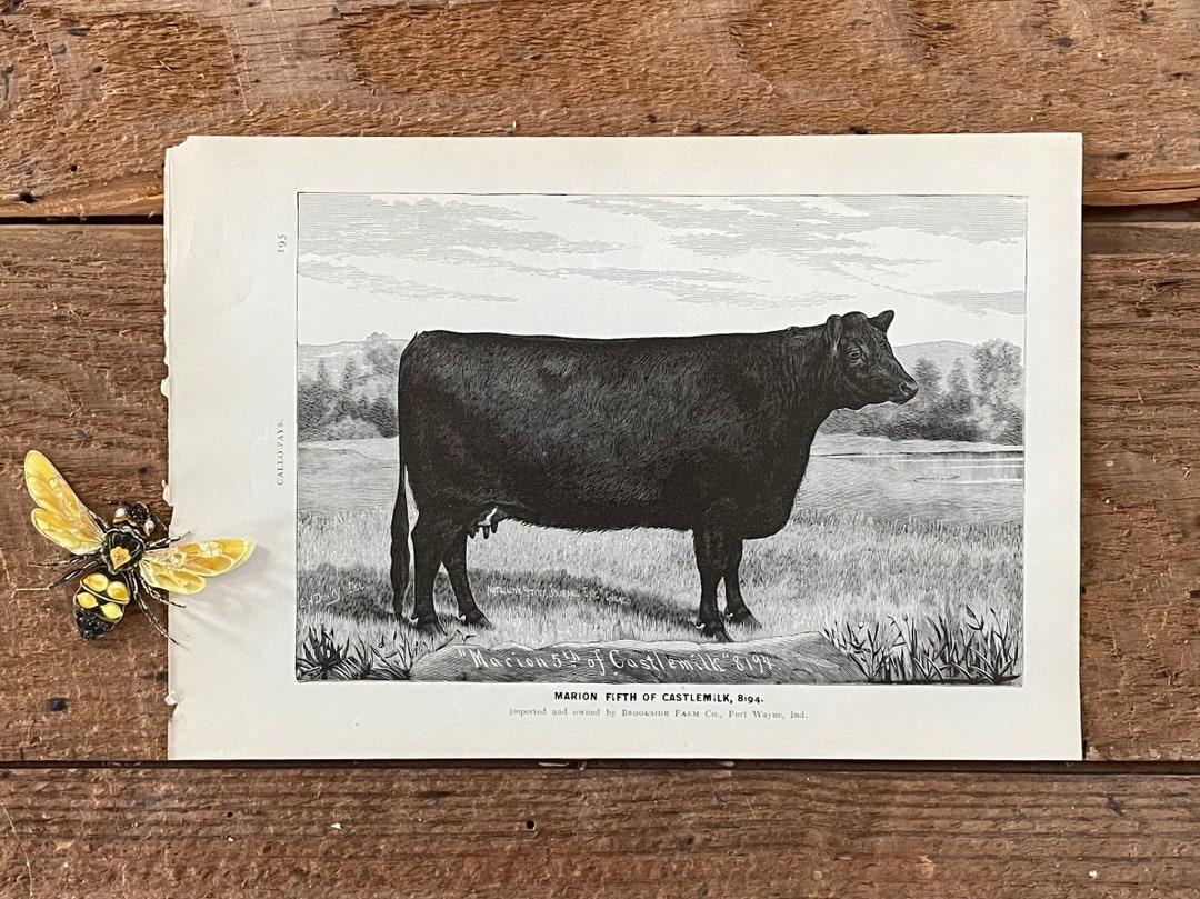 1890’s Marion Fifth of Castlemilk! Original Framable Print! Book ...
