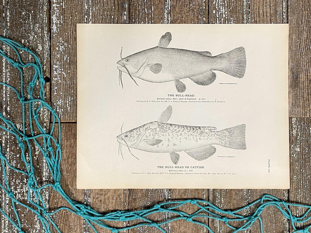 1884 the Bullhead Catfish Fish Print! Freshwater Fish Print! Original ...