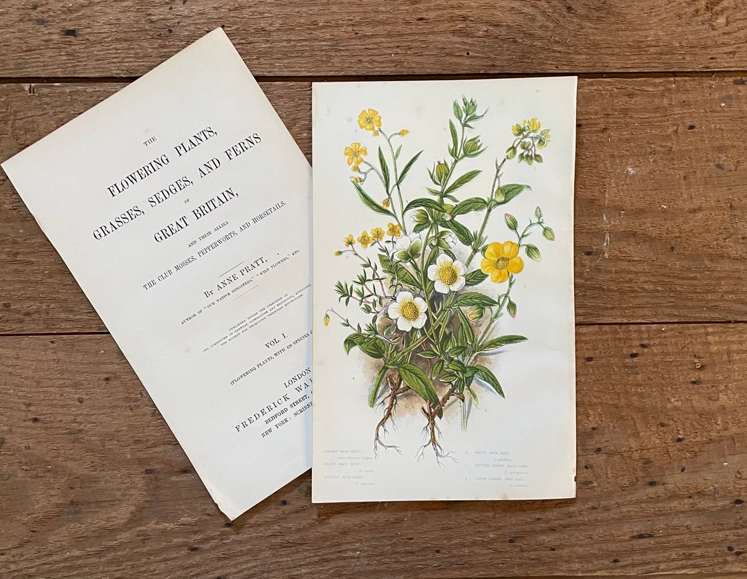 Anne Pratt Antique Botanical Print: Yellow Rock Rose, 1874 - Etsy