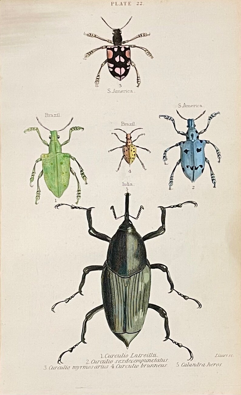 1858 Weevil Beetles Lithograph Print: Framable Entomology Illustration ...