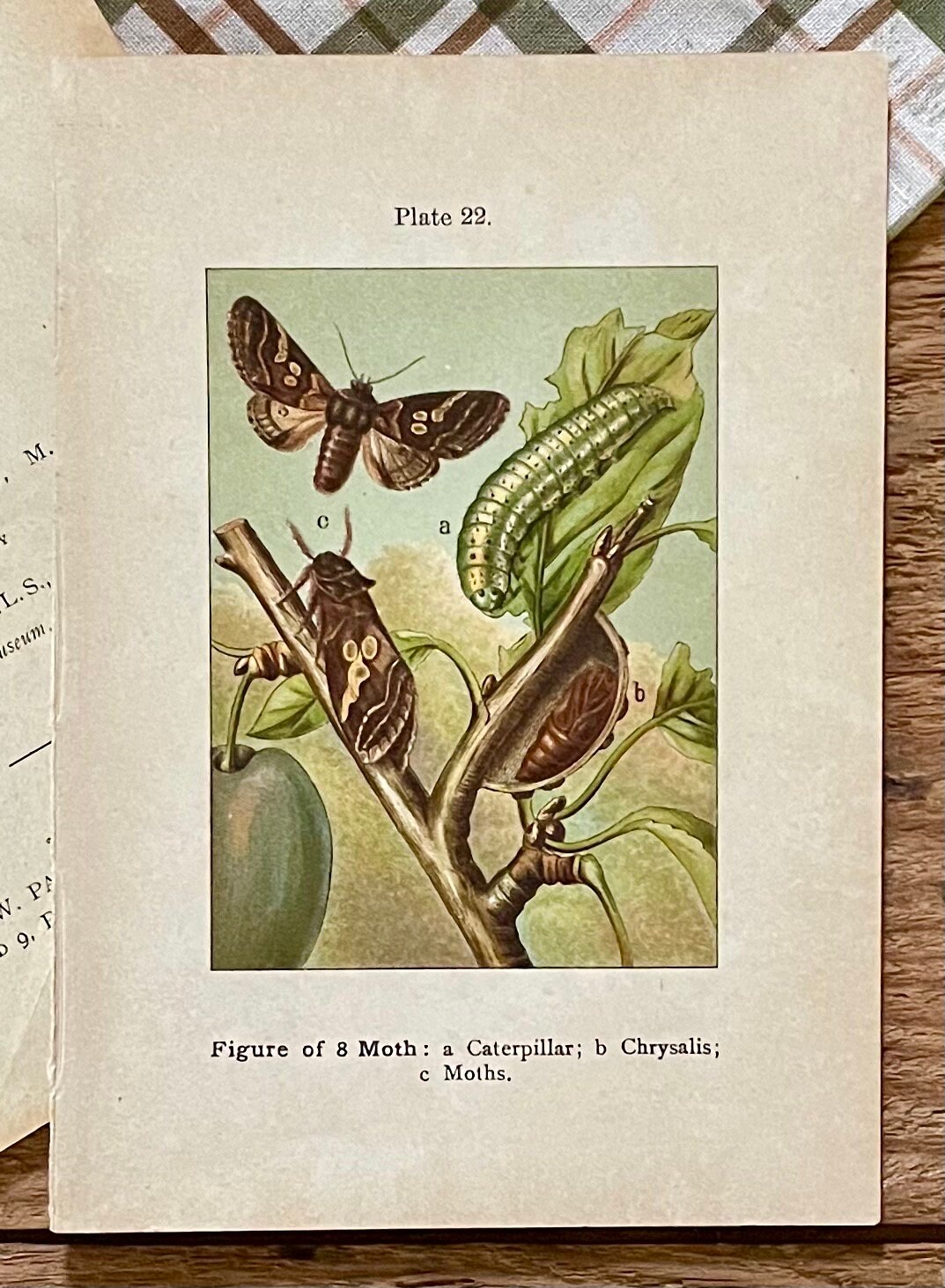 Figure of 8 Moth Life Cycles Nature Print Original Color - Etsy