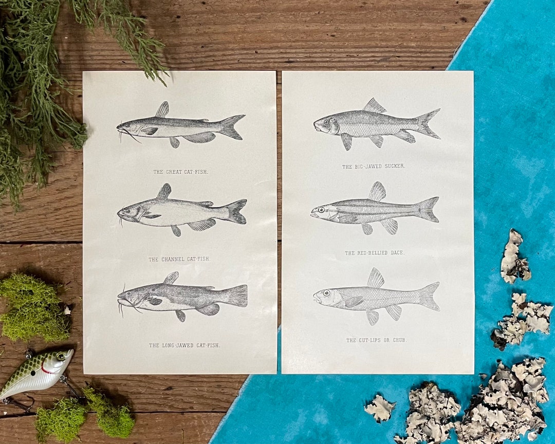1902 Denton Catfish and Suckerfish Illustrations! Gift for Dad ...