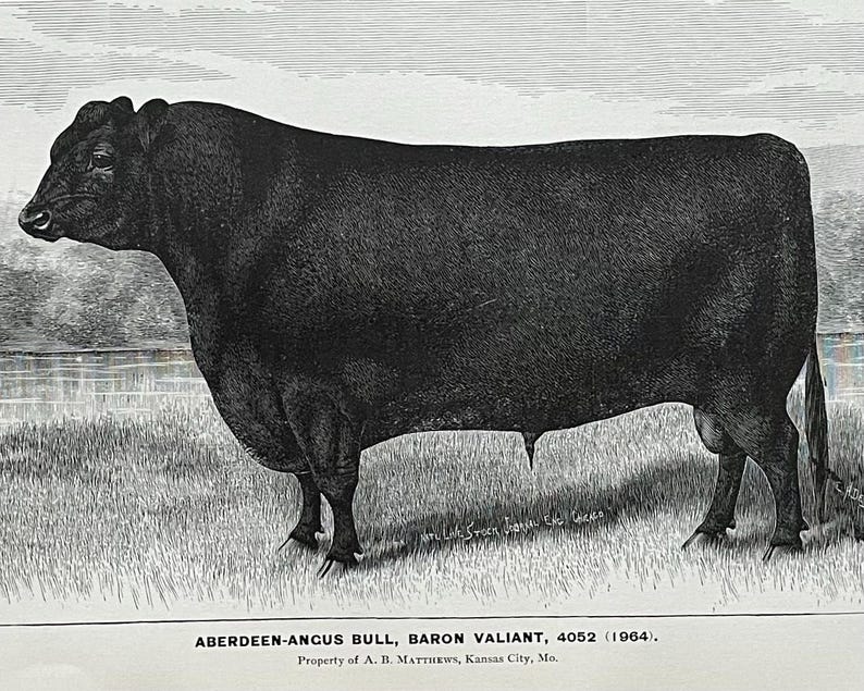 1888 Aberdeen Angus Bull, Baron Valiant Print Original Illustration ...
