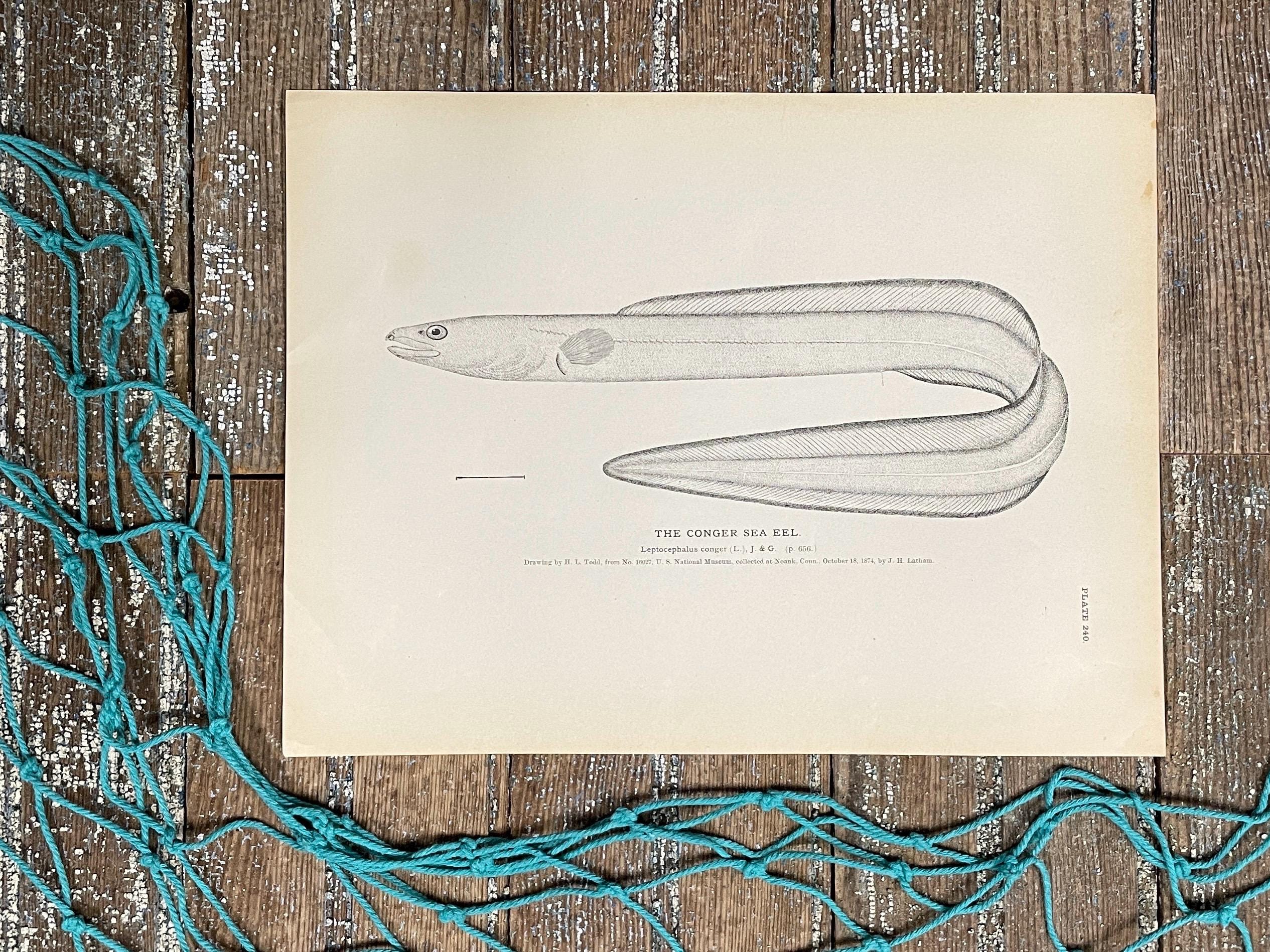 1884 Conger Eel Print: Antique Marine Fish Black and White Engraving - Etsy
