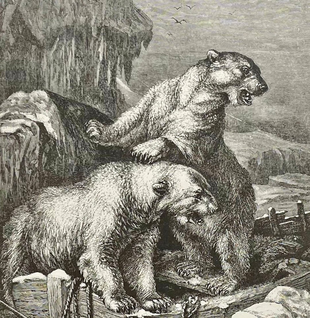 1898 Polar Bear Engraving: Selmar Hess, Antique Natural History Print ...