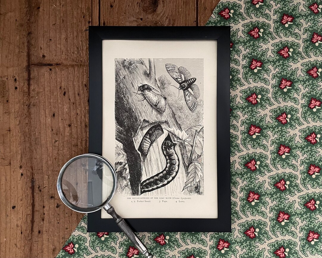 1870 Goat Moth Engraving: Black & White Insect Print (framed Option) - Etsy