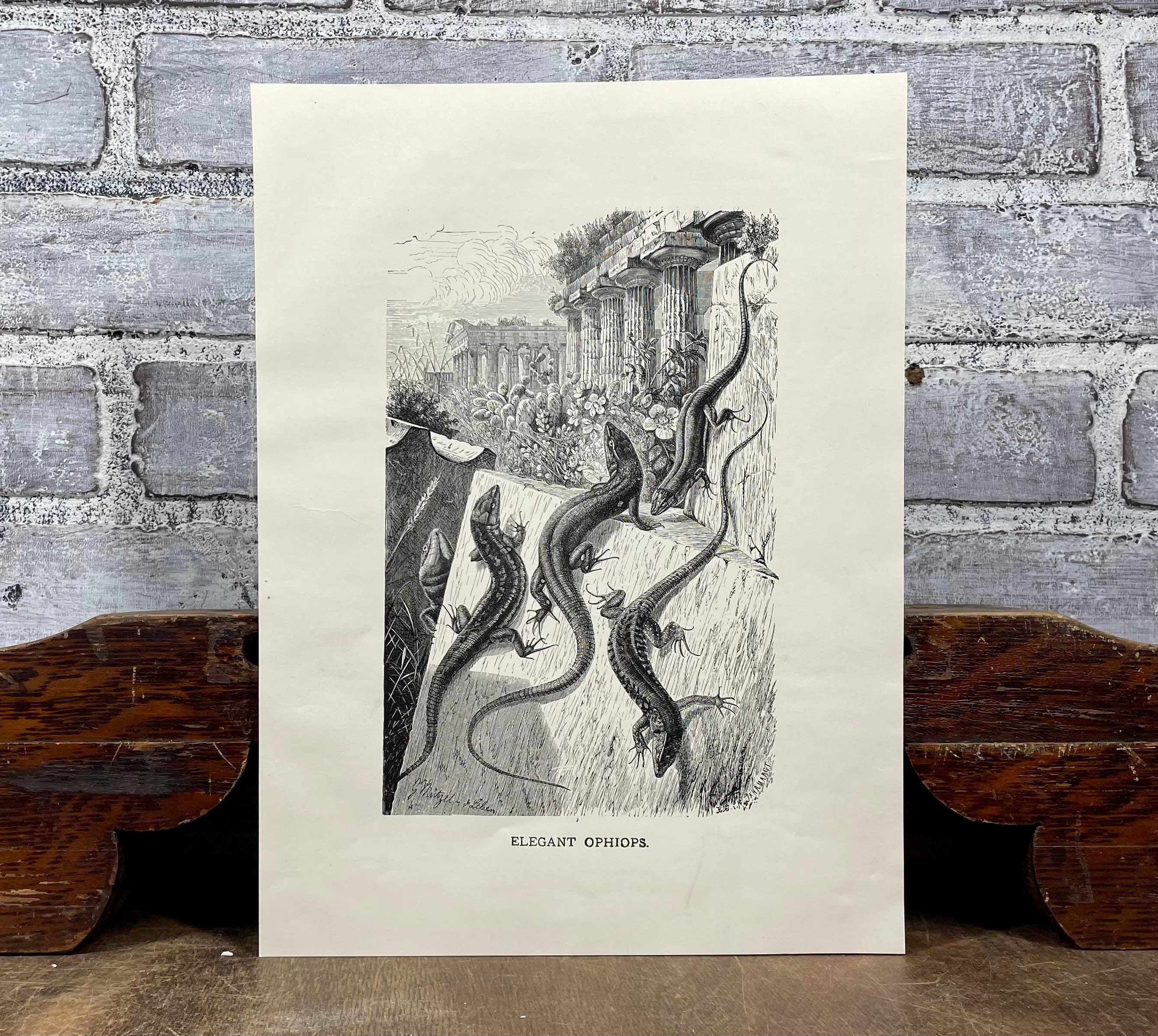 Antique Ophiops Lizard Engraving: Selmar Hess, 1898 Reptile Print - Etsy
