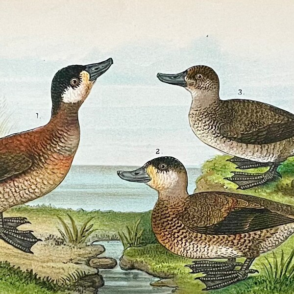Ruddy Duck - Etsy