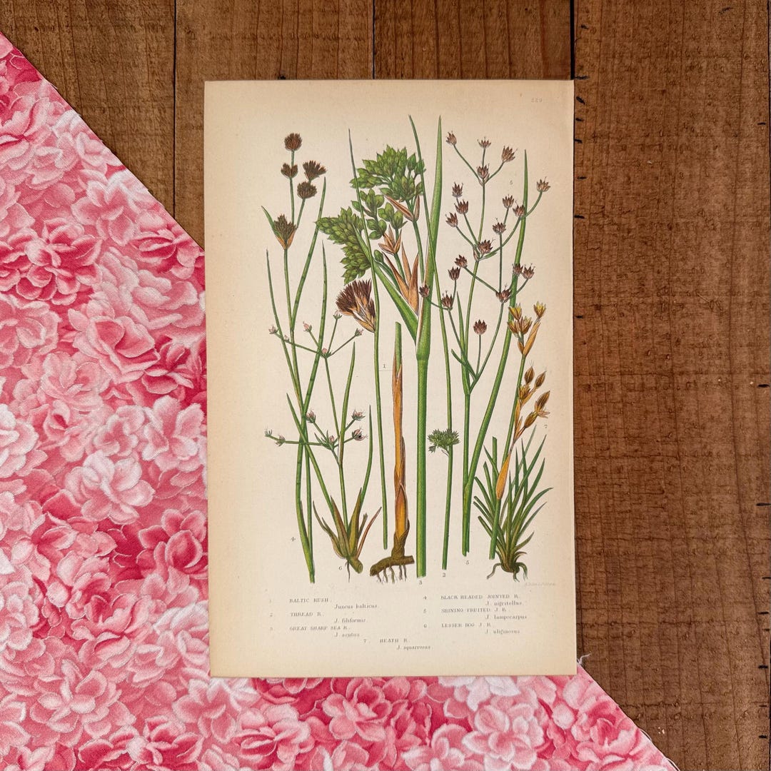 Antique Native Wetland Rushes (juncus) – Antique Botanical Marsh Plant ...