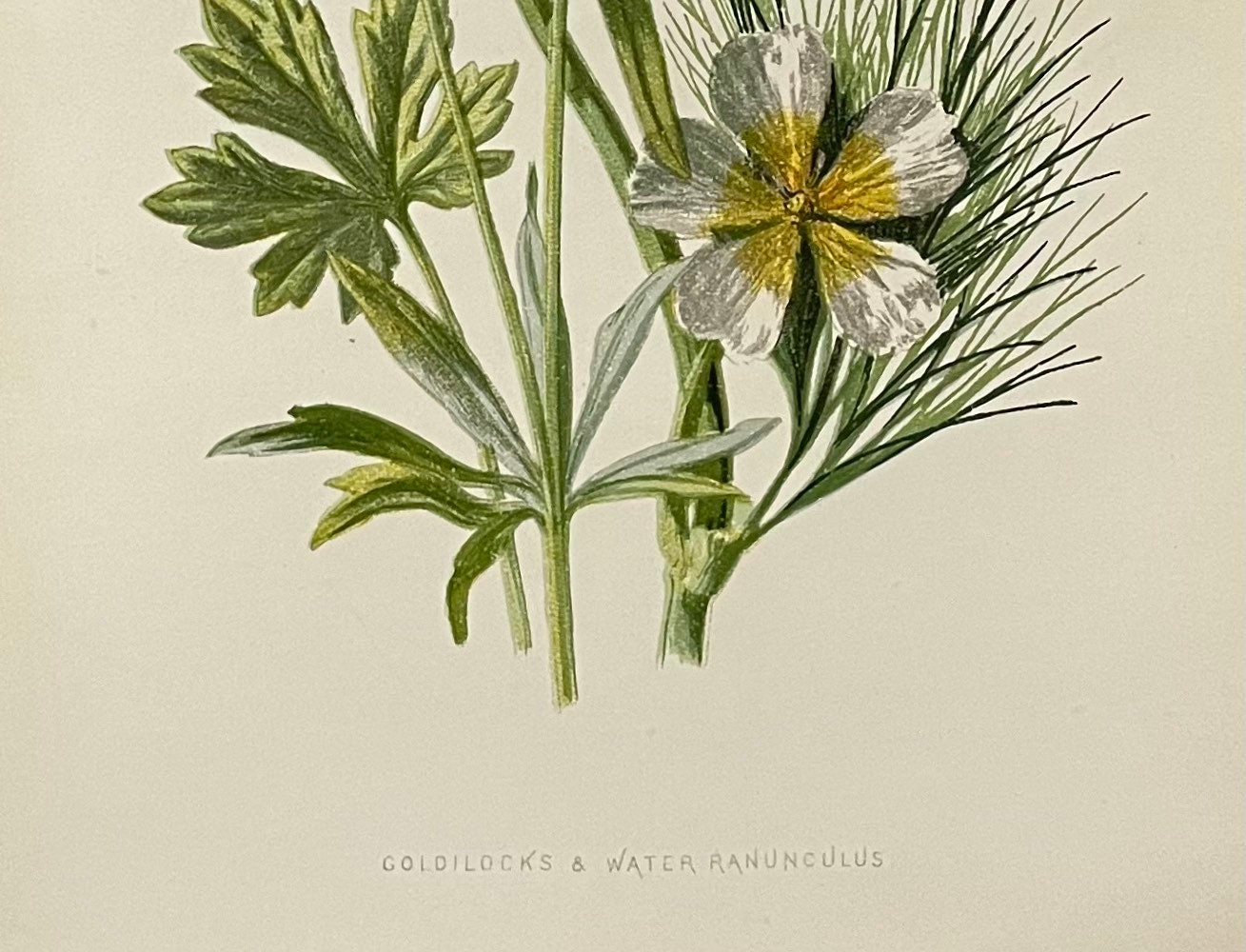 1899 Botanical Print Goldilocks & Water Ranunculus Familiar Wild ...