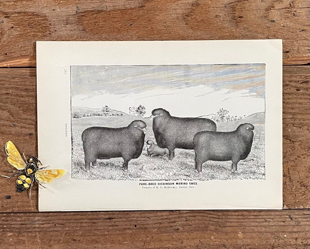 1890’s Pure Bred Dickinson Merino Print! Original Print! Book ...