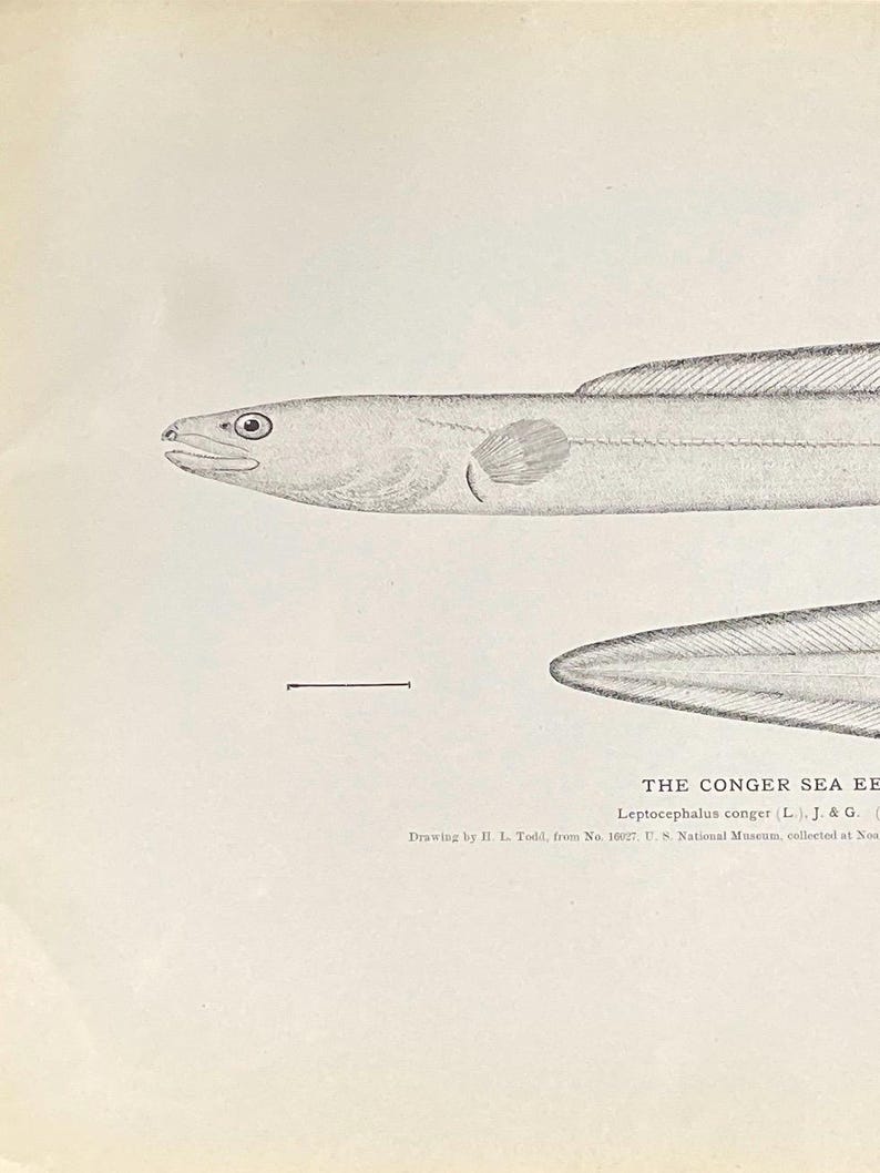 1884 Conger Eel Print: Antique Marine Fish Black and White Engraving - Etsy
