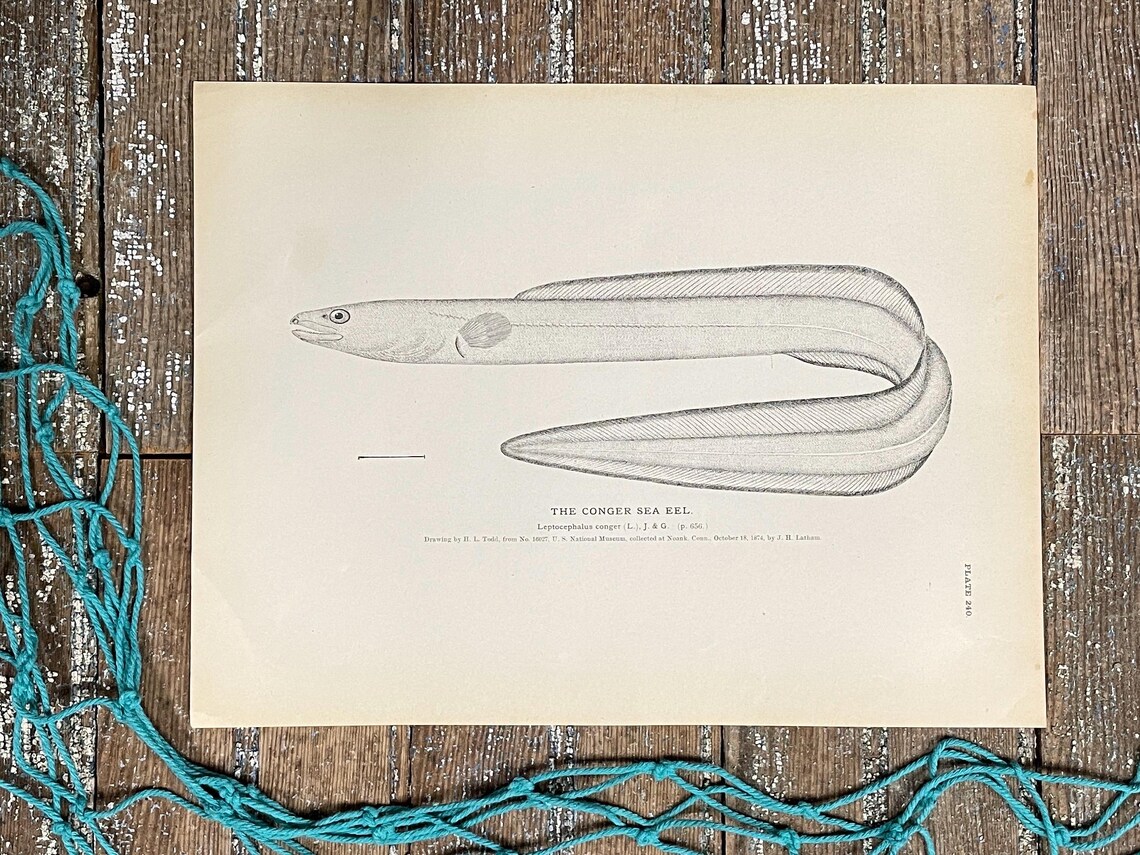 1884 Conger Eel Print: Antique Marine Fish Black and White Engraving - Etsy