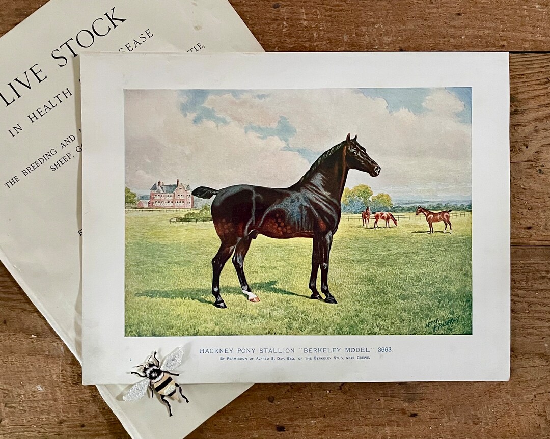 1902 Hackney Pony Stallion Original Book Photo Framable Antique Horse ...