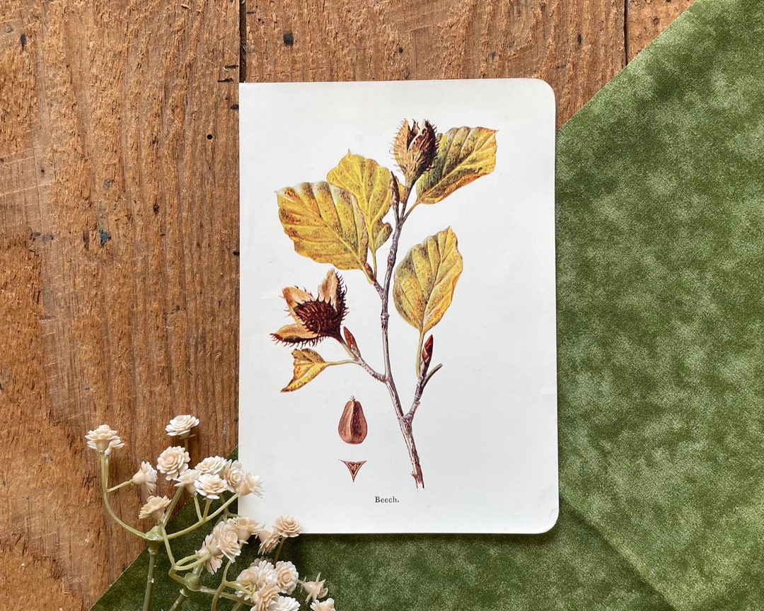 1907 Beech Tree Botanical Print! Wild Fruits of the Countryside ...