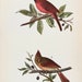 Cardinal Grosbeak Original 1890 Color Lithograph Antique - Etsy
