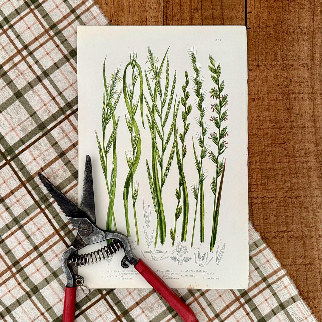 1889 Rye Grass Varieties Print: Antique Botanical Anne Pratt ...