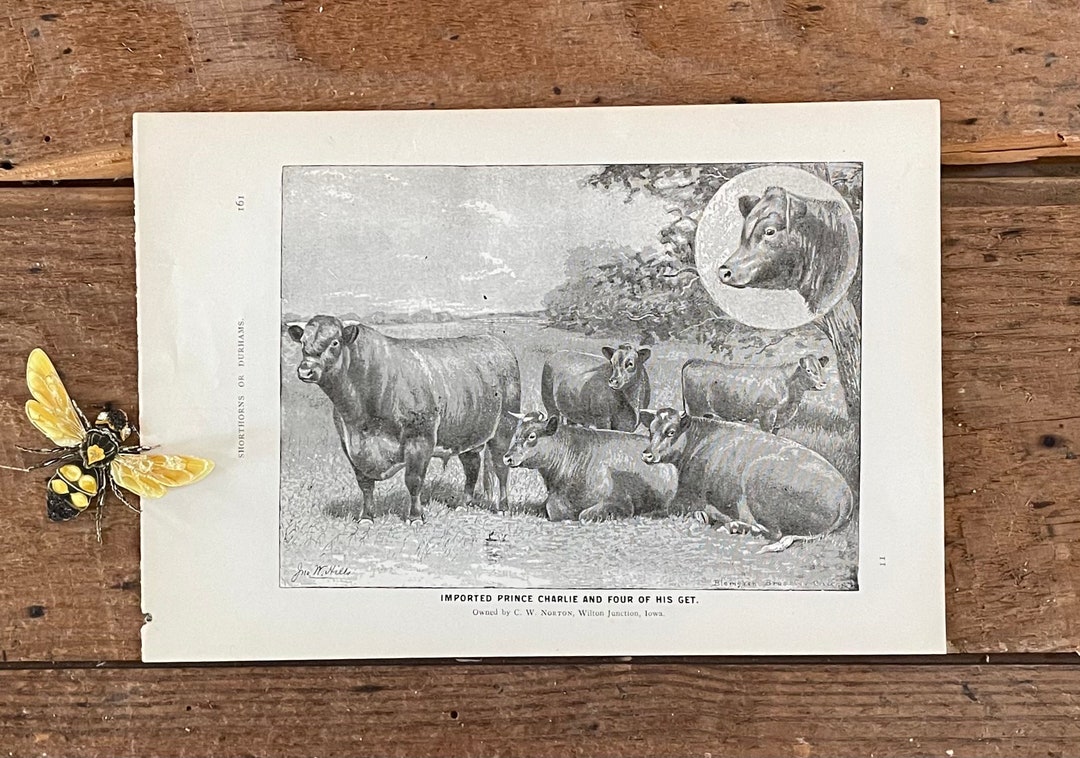Antique Cow Print: 1890s Shorthorn Prince Charlie Illustration - Etsy