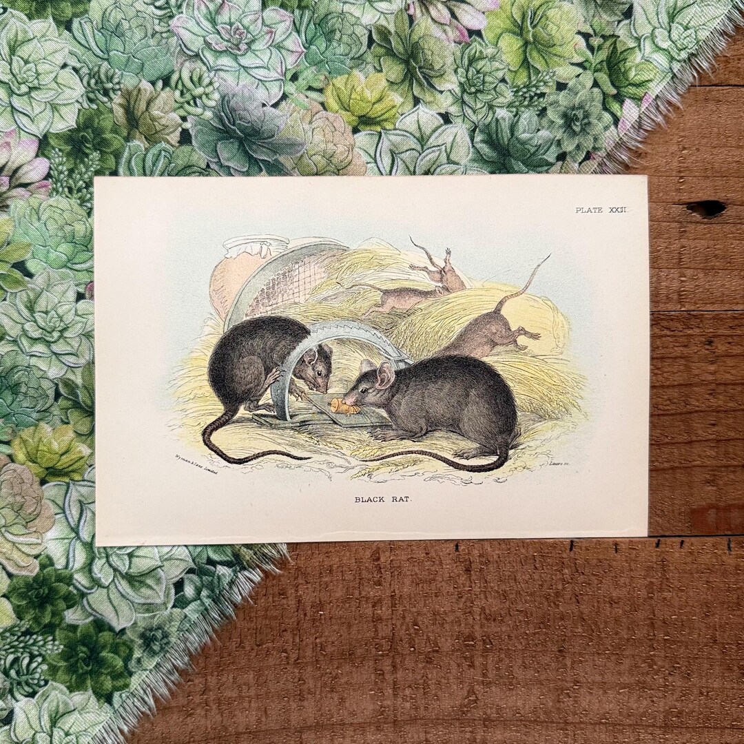 Antique Black Rat Print! Woodland Mammal Lithograph! (c 1895) - Etsy