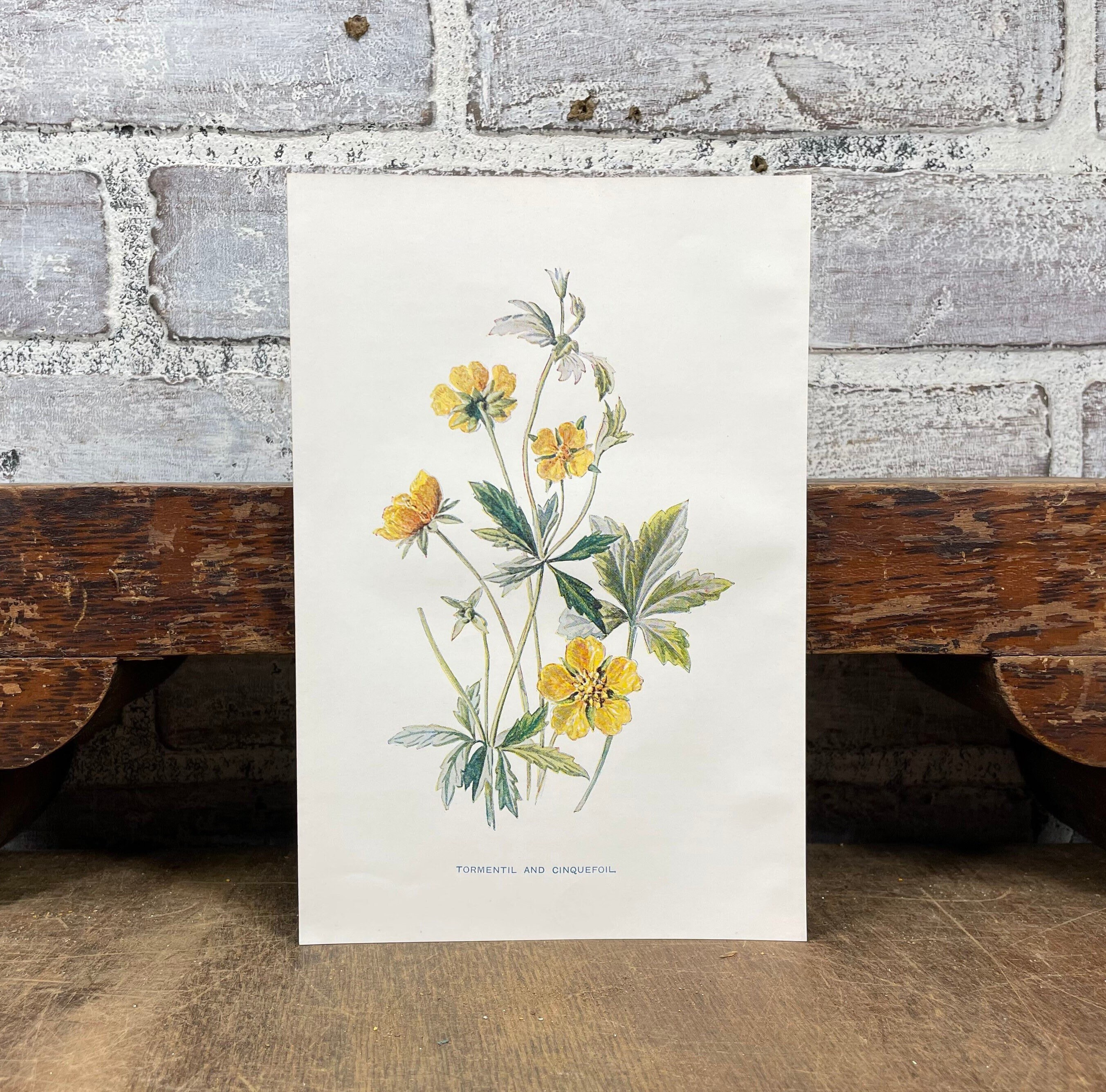 1899 Tormentil & Cinquefoil Botanical Print Familiar Wild Flowers by F ...