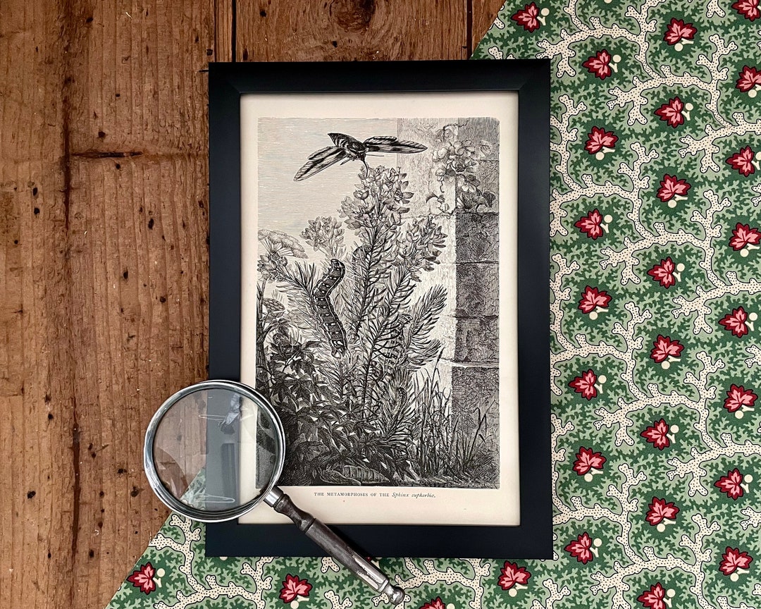 1870 Sphinx Moth Engraving: Black & White Insect Print (framed or Print ...