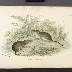 Common Shrew Original Colored Lithograph! 1895 Allen’s Naturalist ...