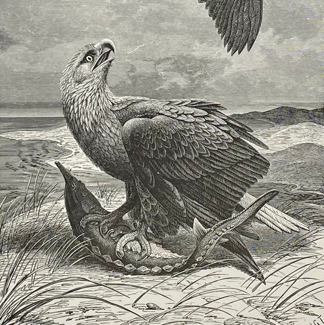 Antique Eagle Engraving: Cinereous, White-tailed, or Sea Eagle Print ...