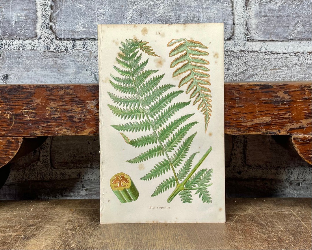 1863 Eagle Fern, Pteris Aquilina! British Ferns Allies by Thomas Moore ...