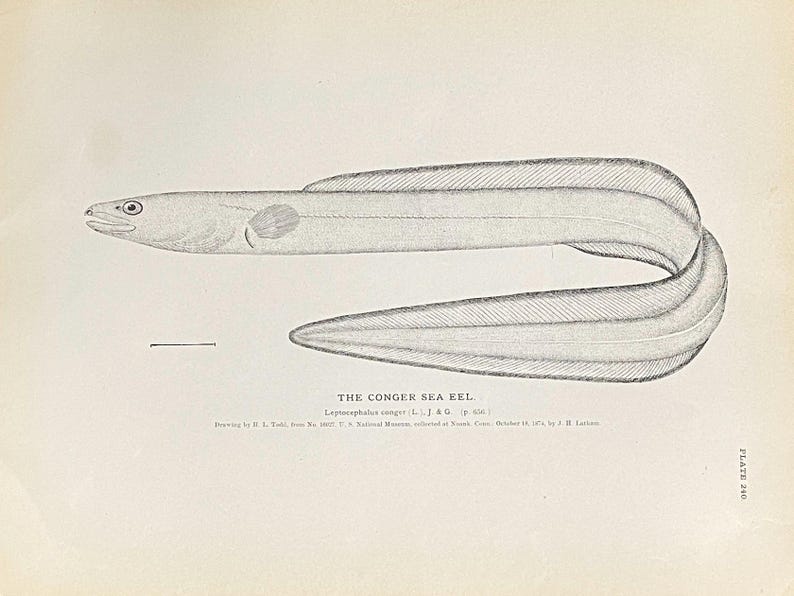 1884 Conger Eel Print: Antique Marine Fish Black and White Engraving - Etsy