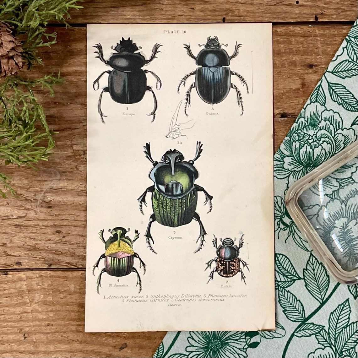 1858 Scarab Beetles Color Lithograph Print Naturalist Library Nature ...