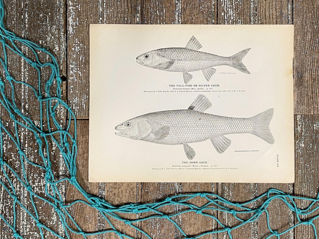 1884 Minnow and Chub Species Fish Print Freshwater Fish Print Original ...