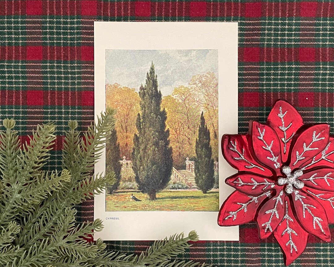 1906 Cypress Tree Illustration! Pine Tree Botanical Study Print ...