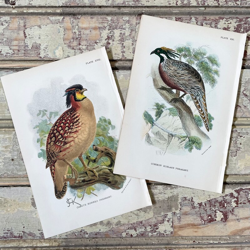 Pair of Birds Print - Etsy
