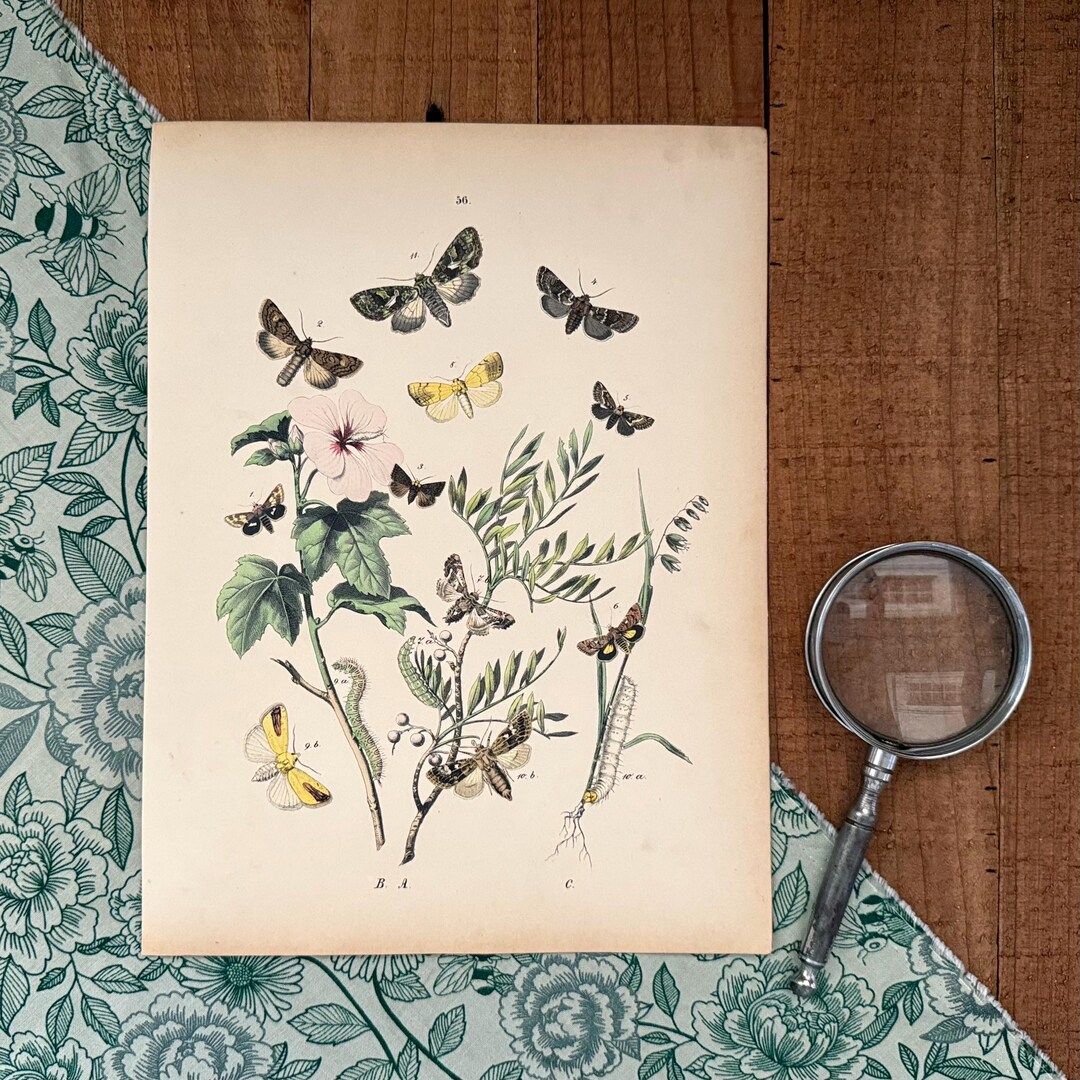 1882 Spotted Sulphur Moth Print! Antique Hand Colored Butterfly ...